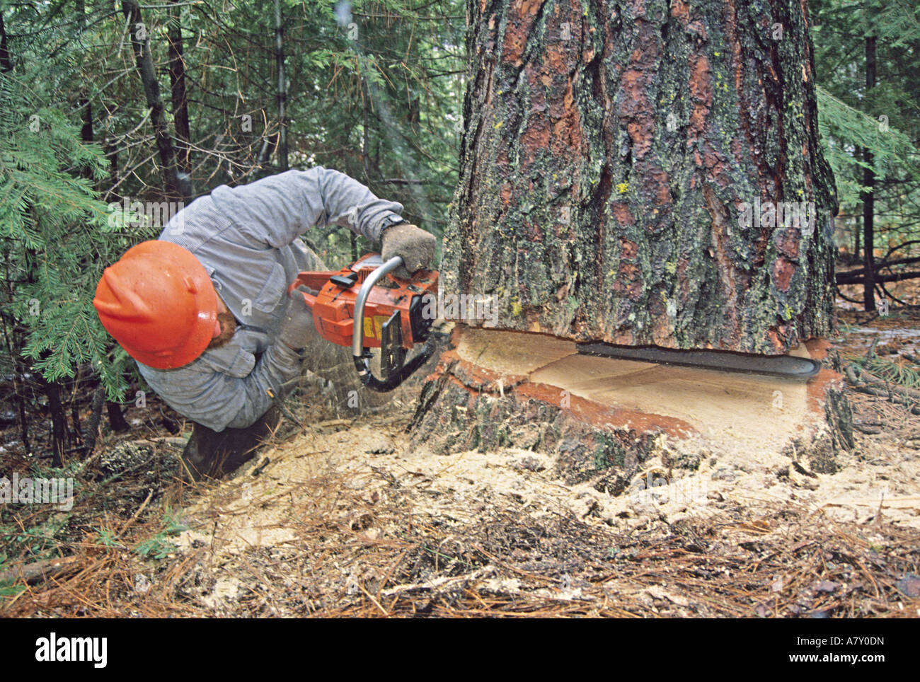 Logger falling a pine tree. (MR Stock Photo - Alamy