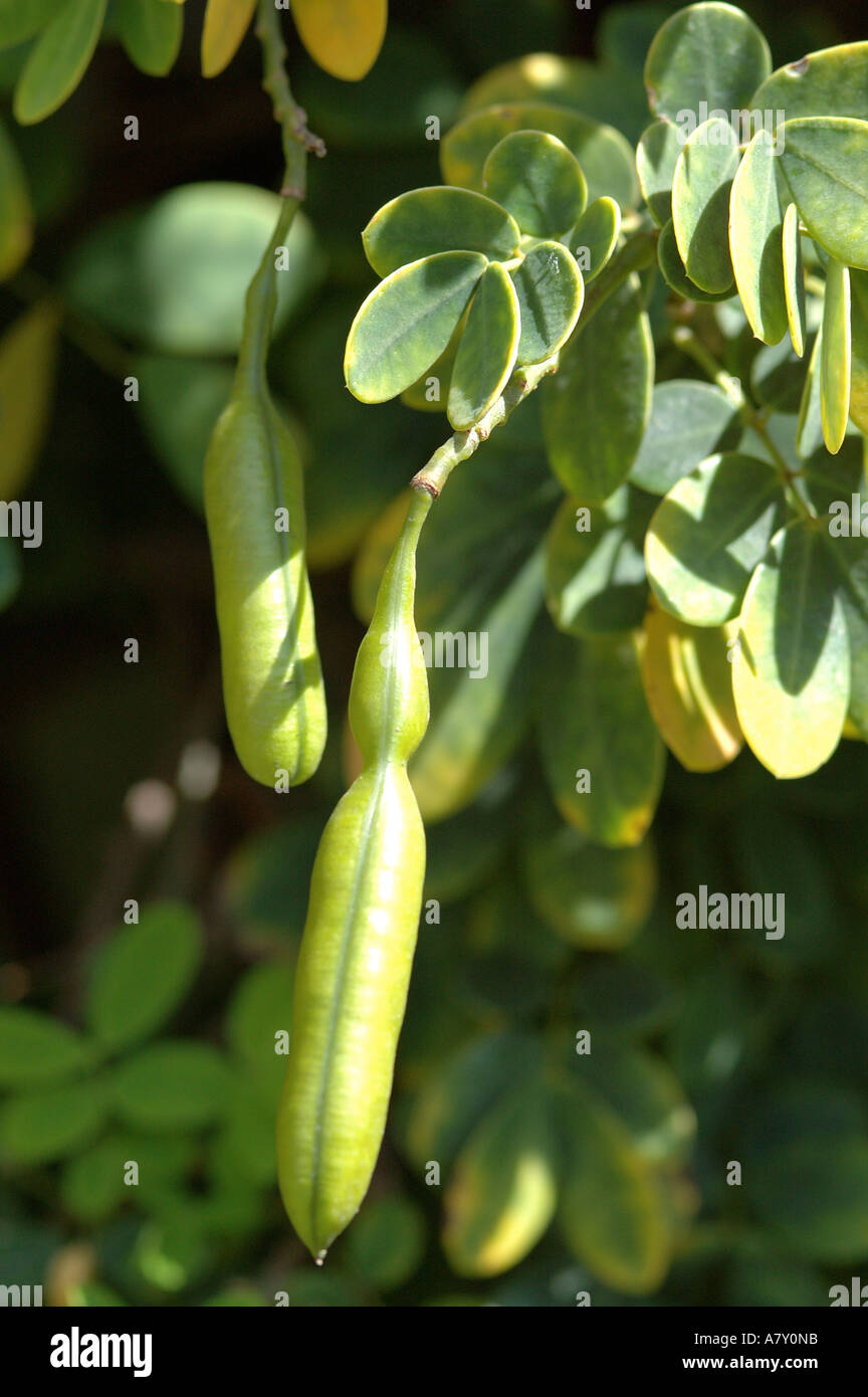 Pods on tree Stock Photo - Alamy