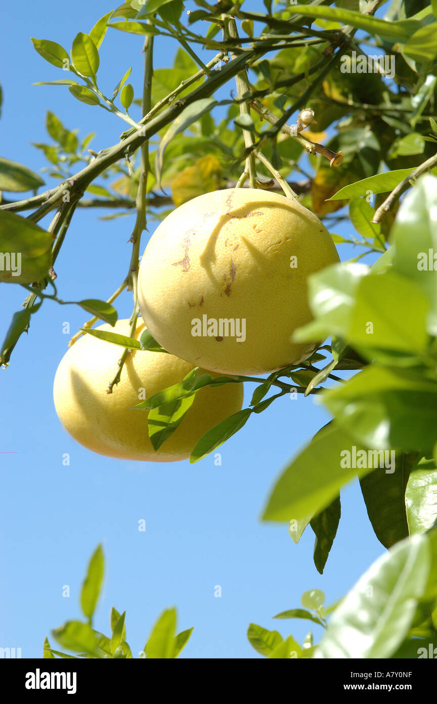 Grapefruitnatural hi-res stock photography and images - Alamy