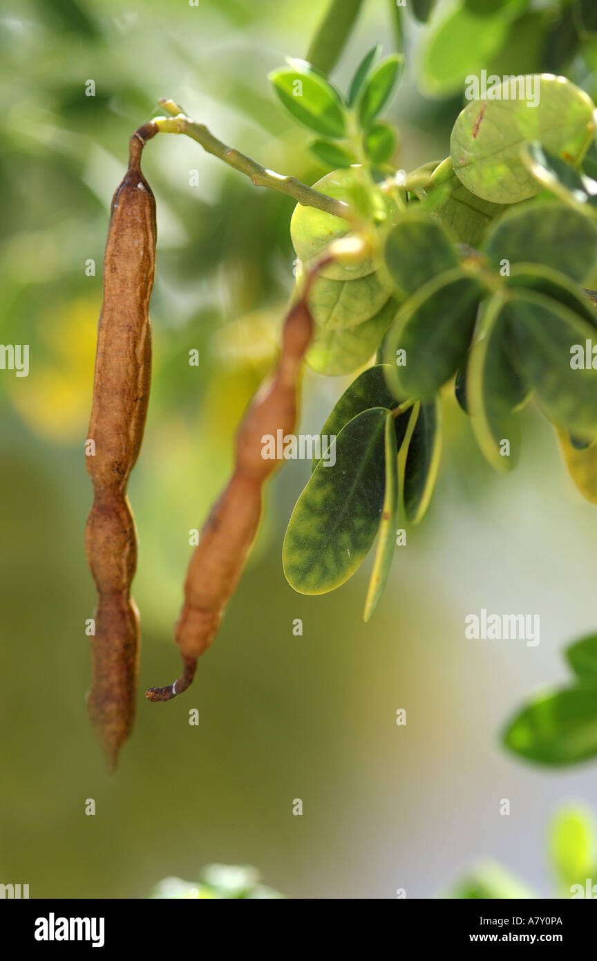 Pods on tree Stock Photo - Alamy