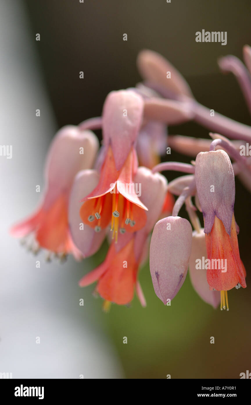 Pink bell flowers hi-res stock photography and images - Alamy