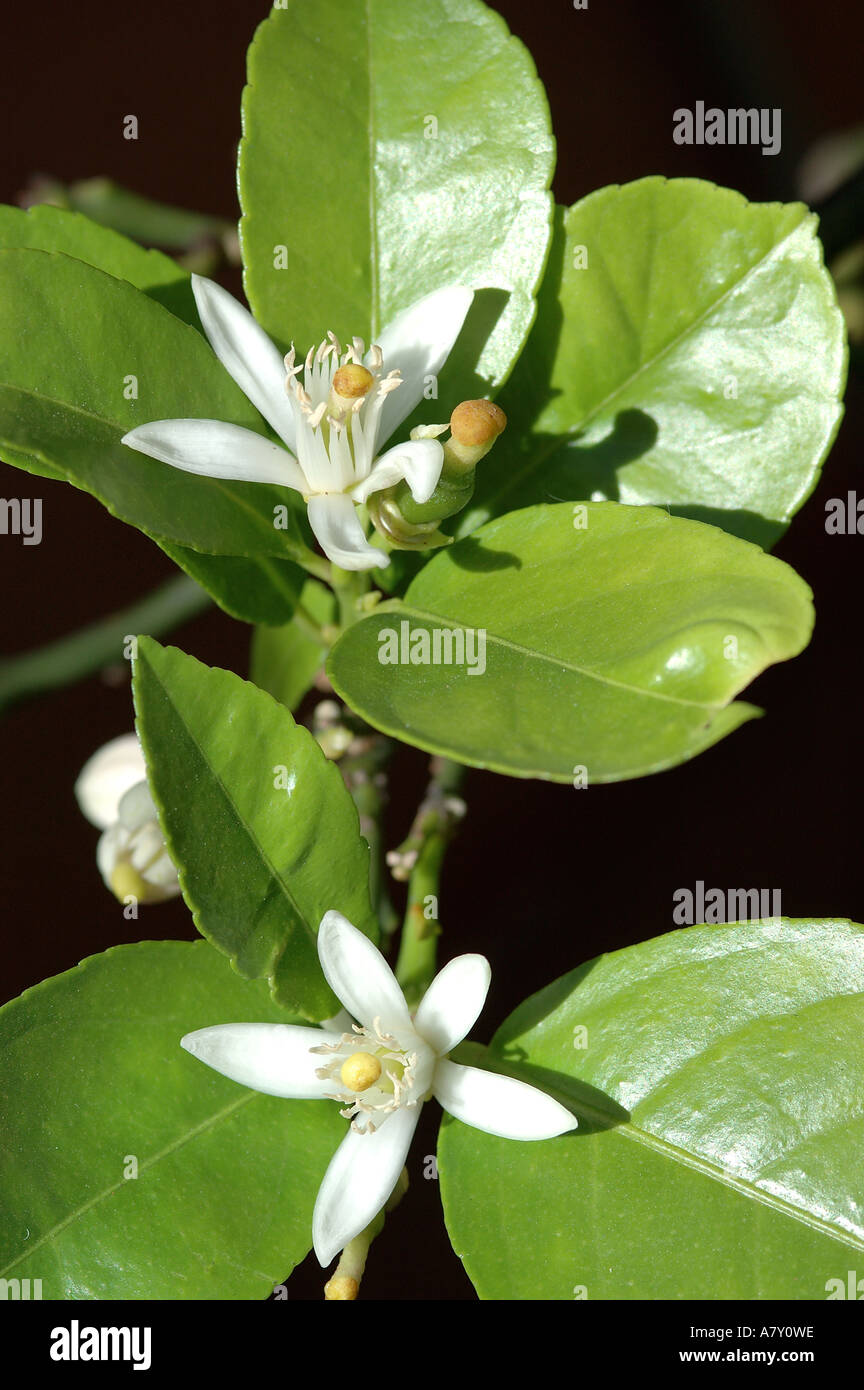 Lime TREE, LIME BLOSSOM, Lime, juice, blossom, fruit, pollen, fruit ...