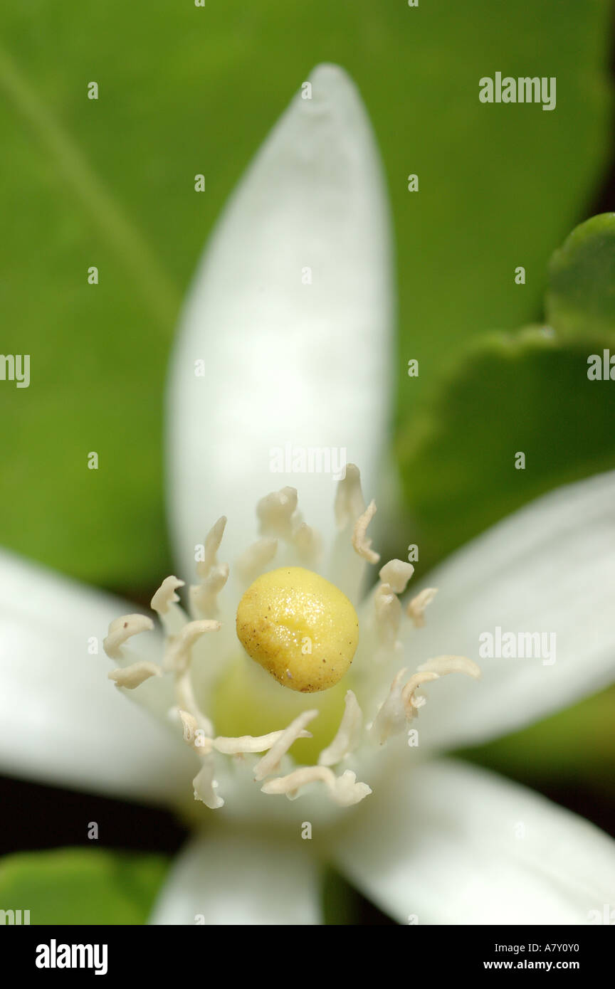 Lime TREE, LIME BLOSSOM, Lime, juice, blossom, fruit, pollen, fruit ...