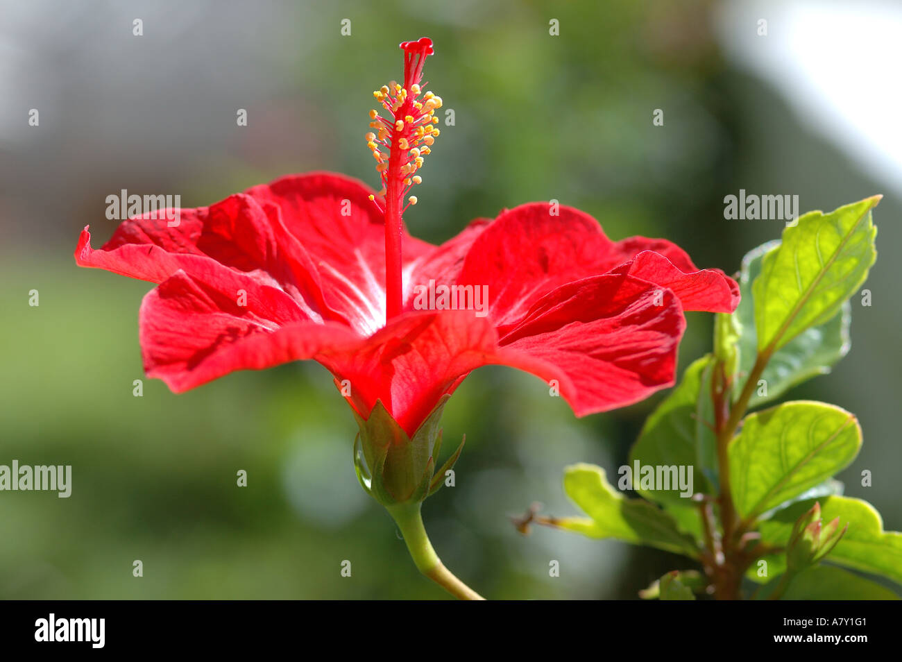 Red Hibiscus Flower Stock Photo - Alamy
