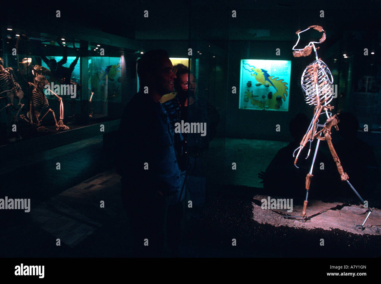 Lucy skeleton hi-res stock photography and images - Alamy