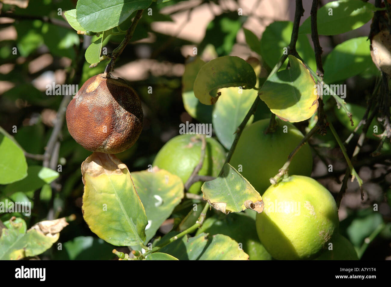 Rotten grapefruit hi-res stock photography and images - Alamy