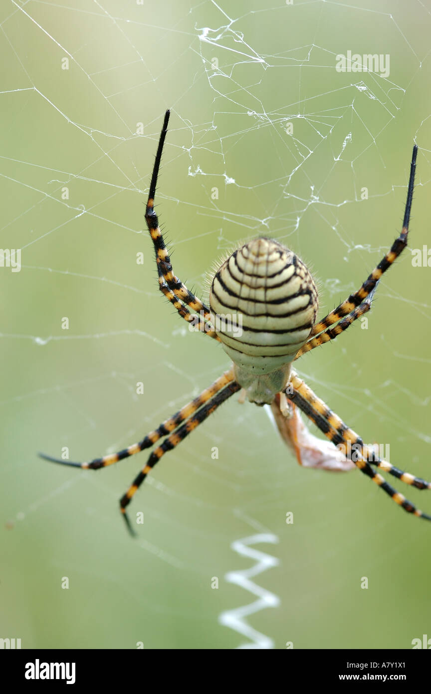 Spider laying in wait for prey Stock Photo - Alamy