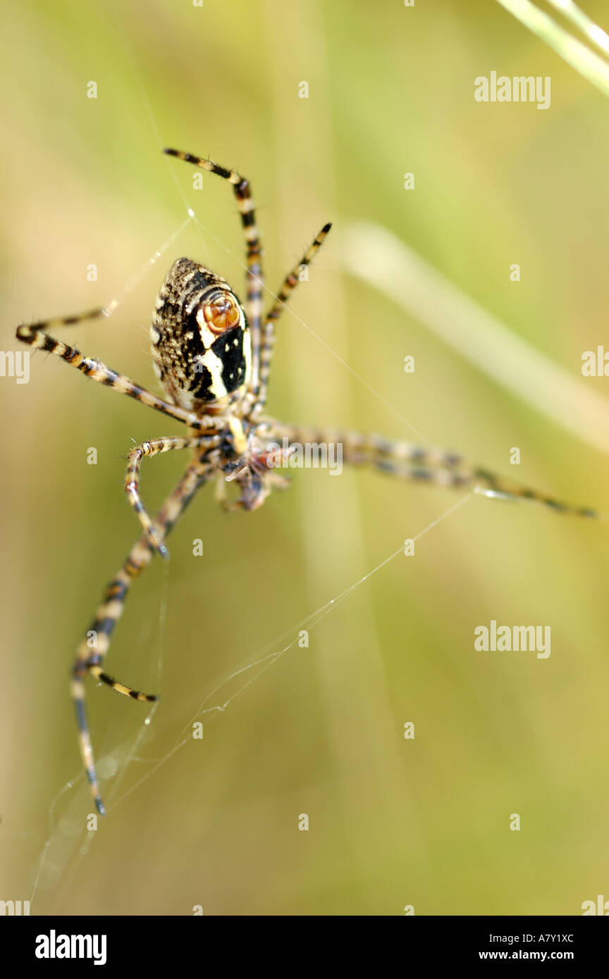 Spider laying in wait for prey Stock Photo - Alamy