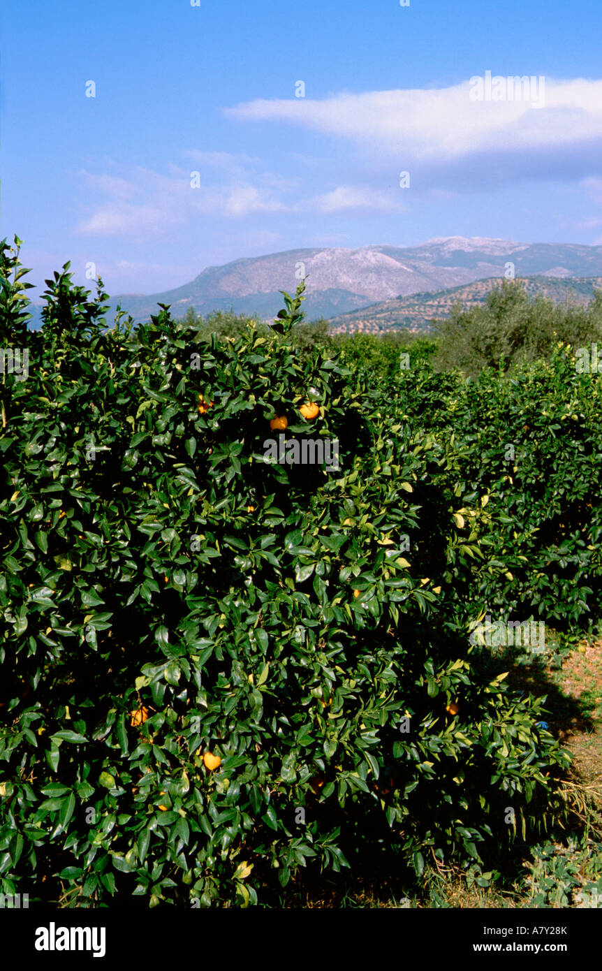 Europe, Greece, Peloponnese, Argolid plains, Mykines, Mycenae. Orange ...
