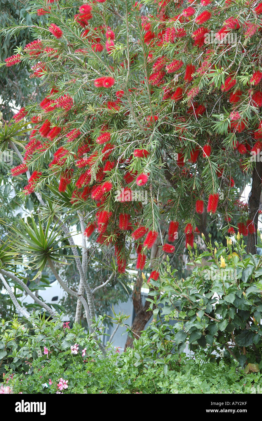 Red flowering tree Stock Photo - Alamy