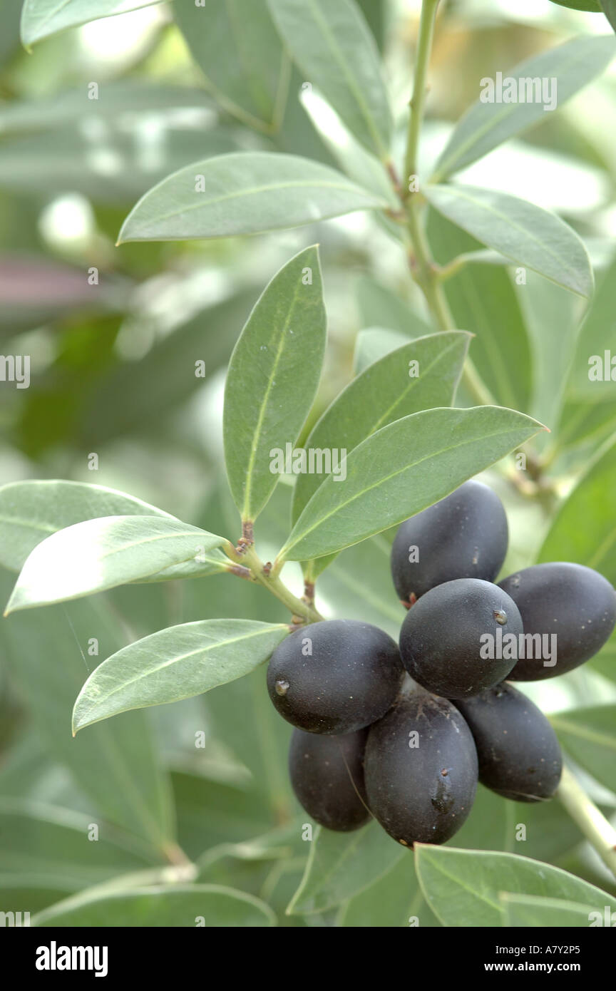 Black Olive type seeds Stock Photo - Alamy