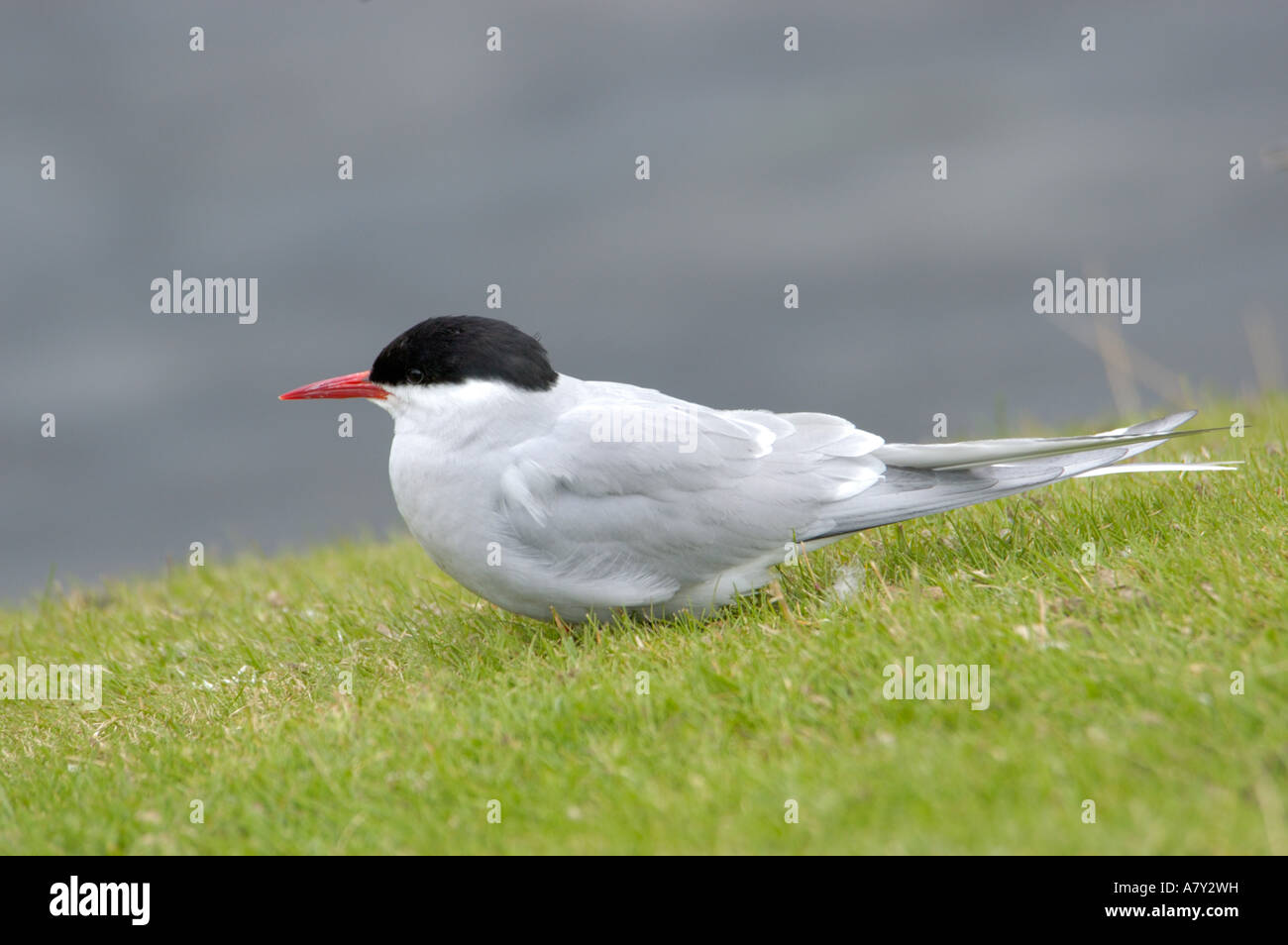 Iceland, Reykjavik, Artic Tern Stock Photo - Alamy