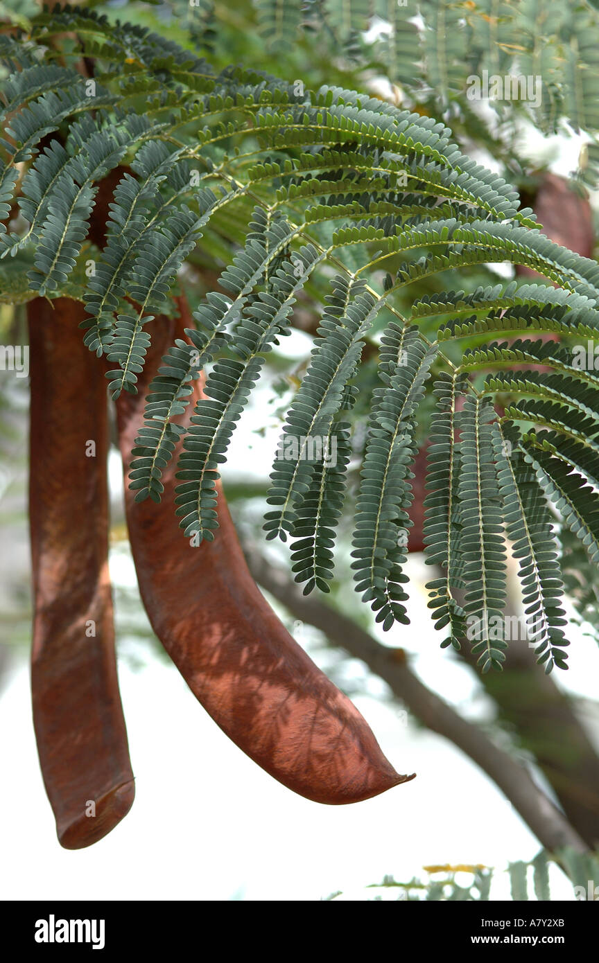 Flamboyan Tree with seed Pods Stock Photo - Alamy