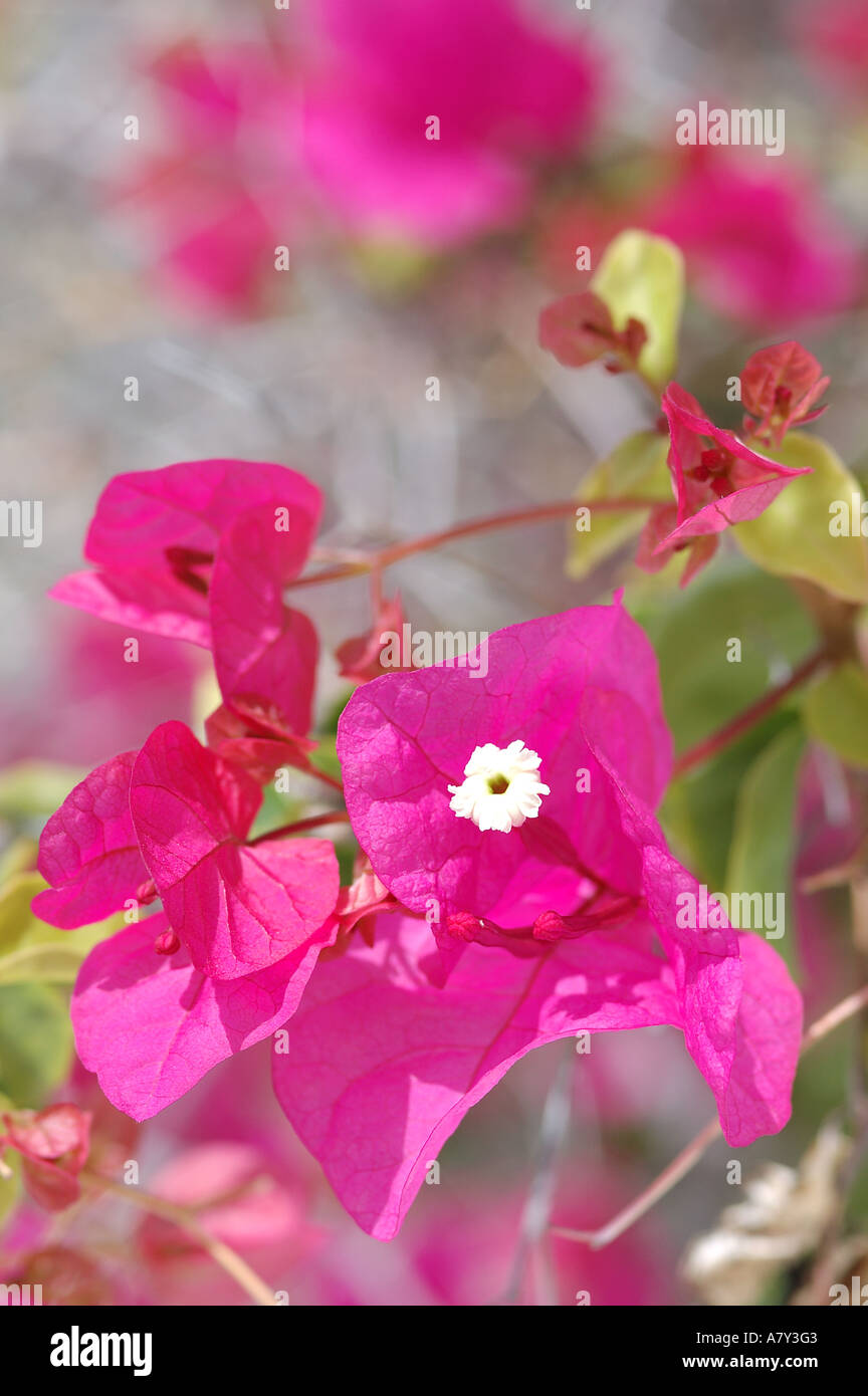 Pink Bouganville bougainvillea Stock Photo - Alamy