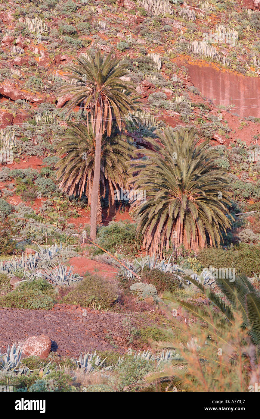 Palm tree height hi-res stock photography and images - Alamy