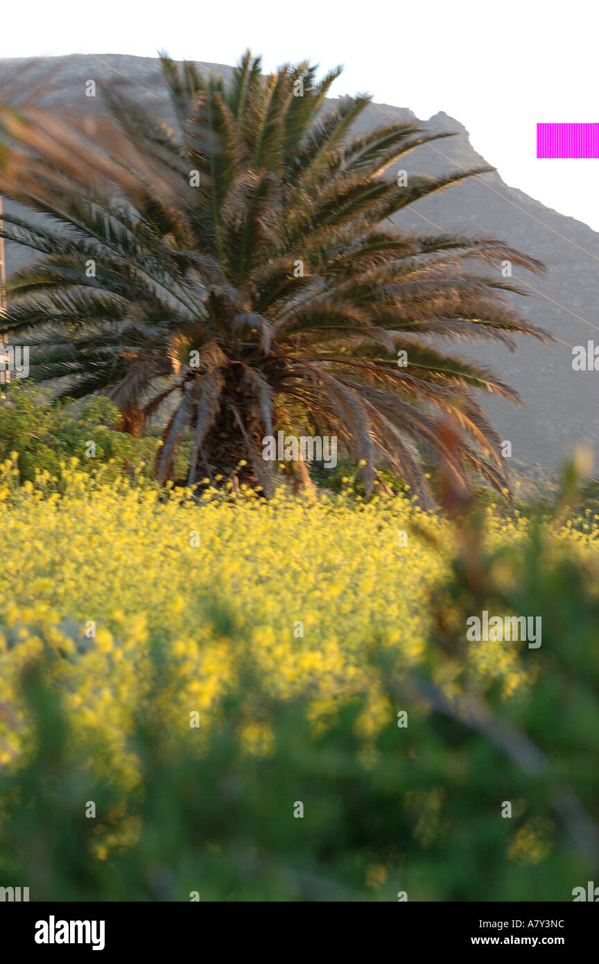 Tenerife Palm Tree in Meadow Stock Photo - Alamy