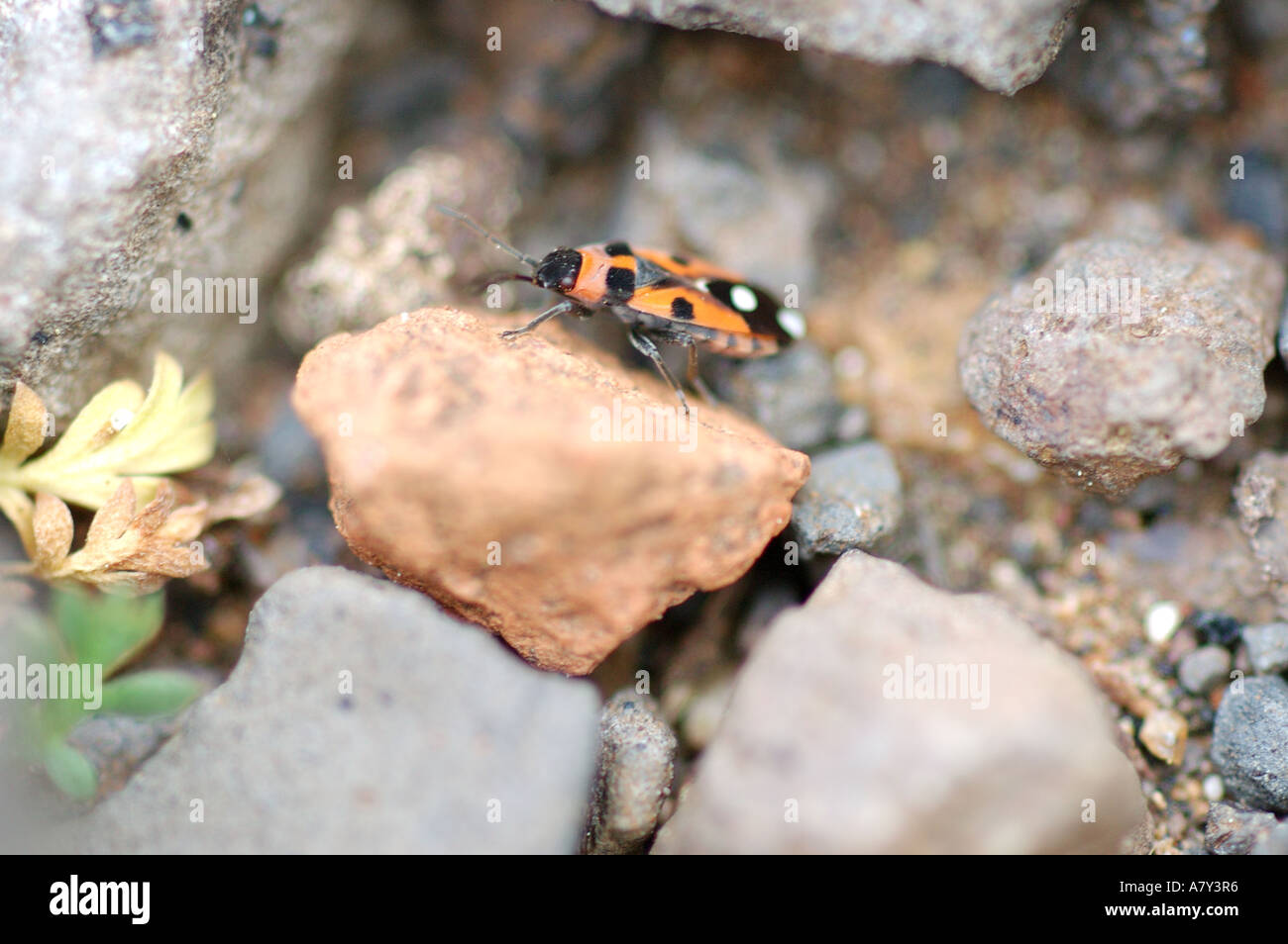 Red & White Beetle Stock Photo - Alamy