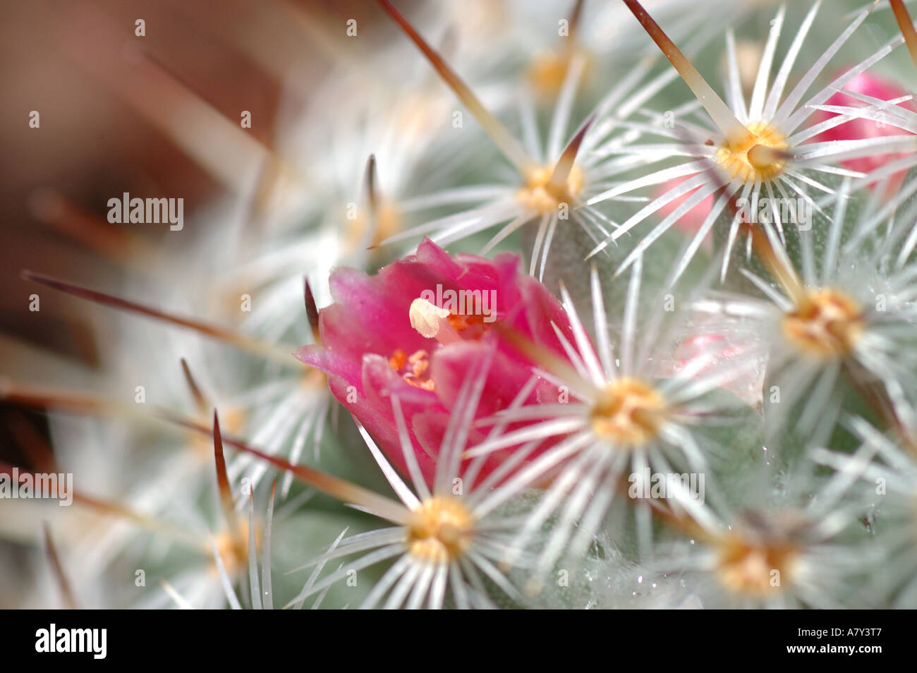 cactus in pink flower Stock Photo - Alamy