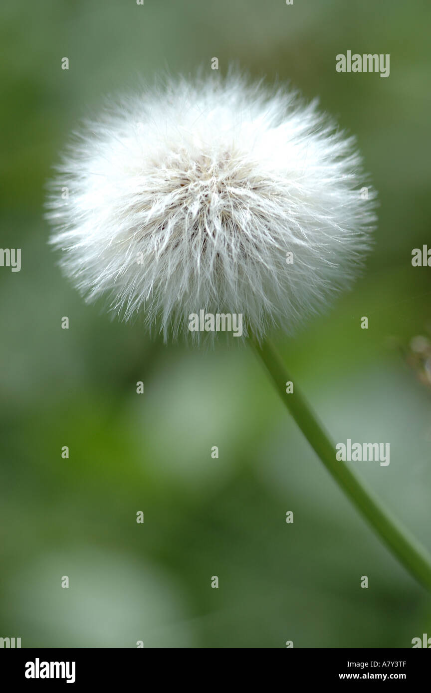 Round seed forms hi-res stock photography and images - Alamy