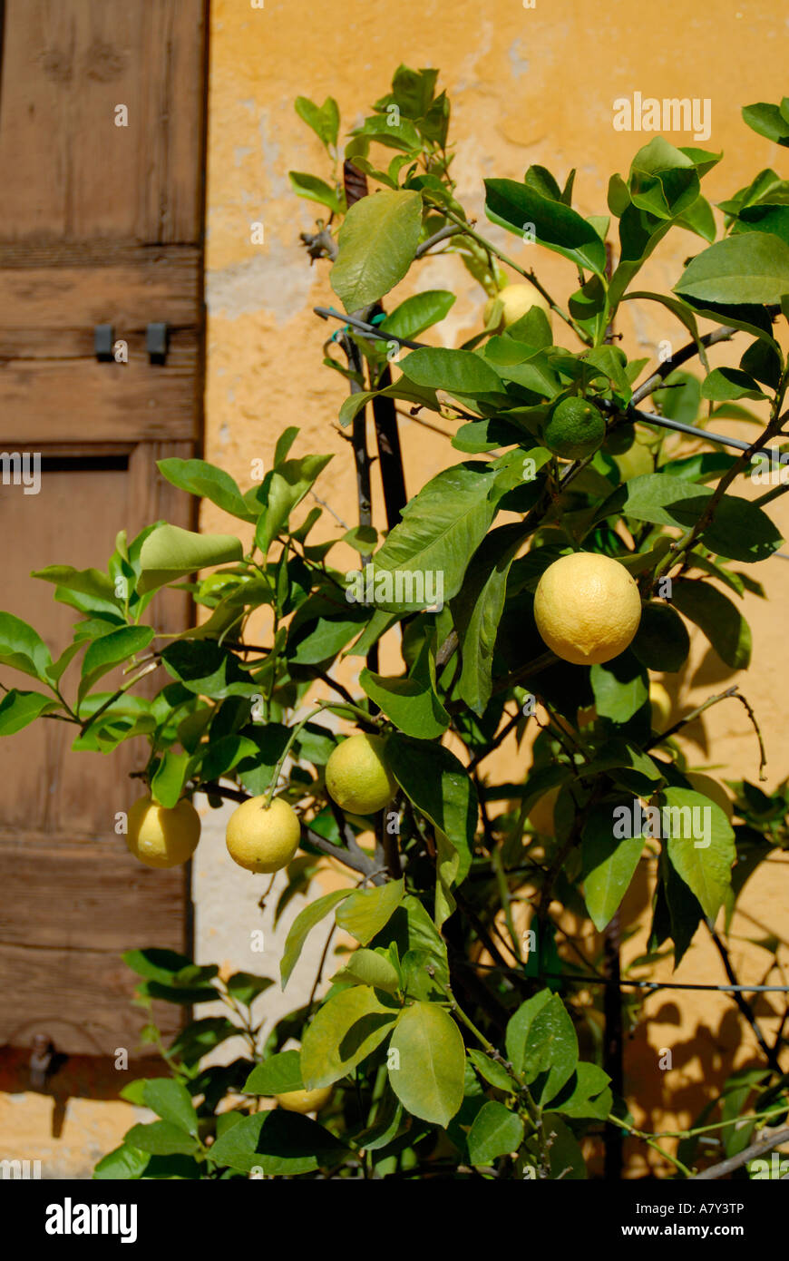 Italy, lemon tree in courtyard of Poggi Winery near Bardolino Stock ...