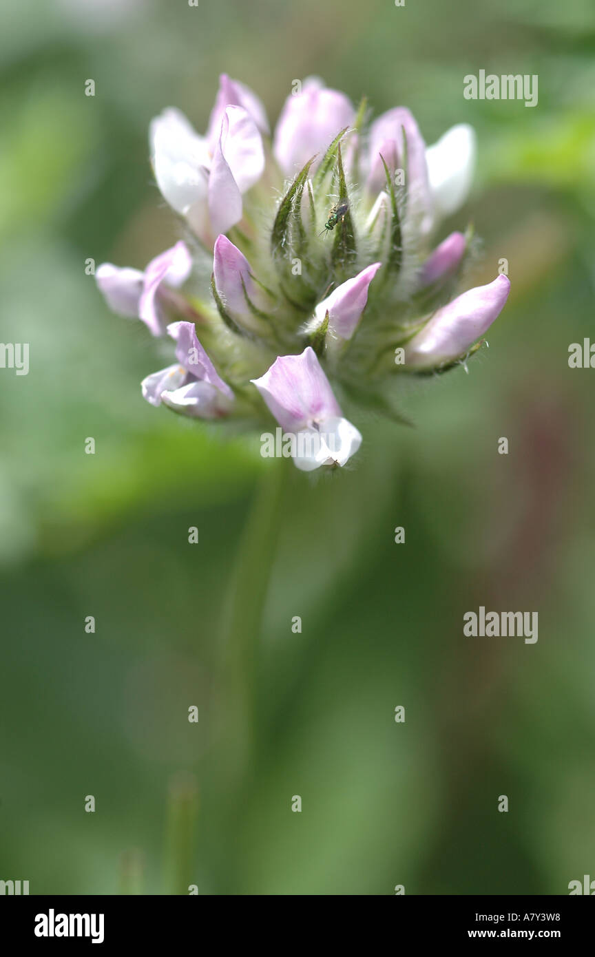 Tenerife clover hi-res stock photography and images - Alamy