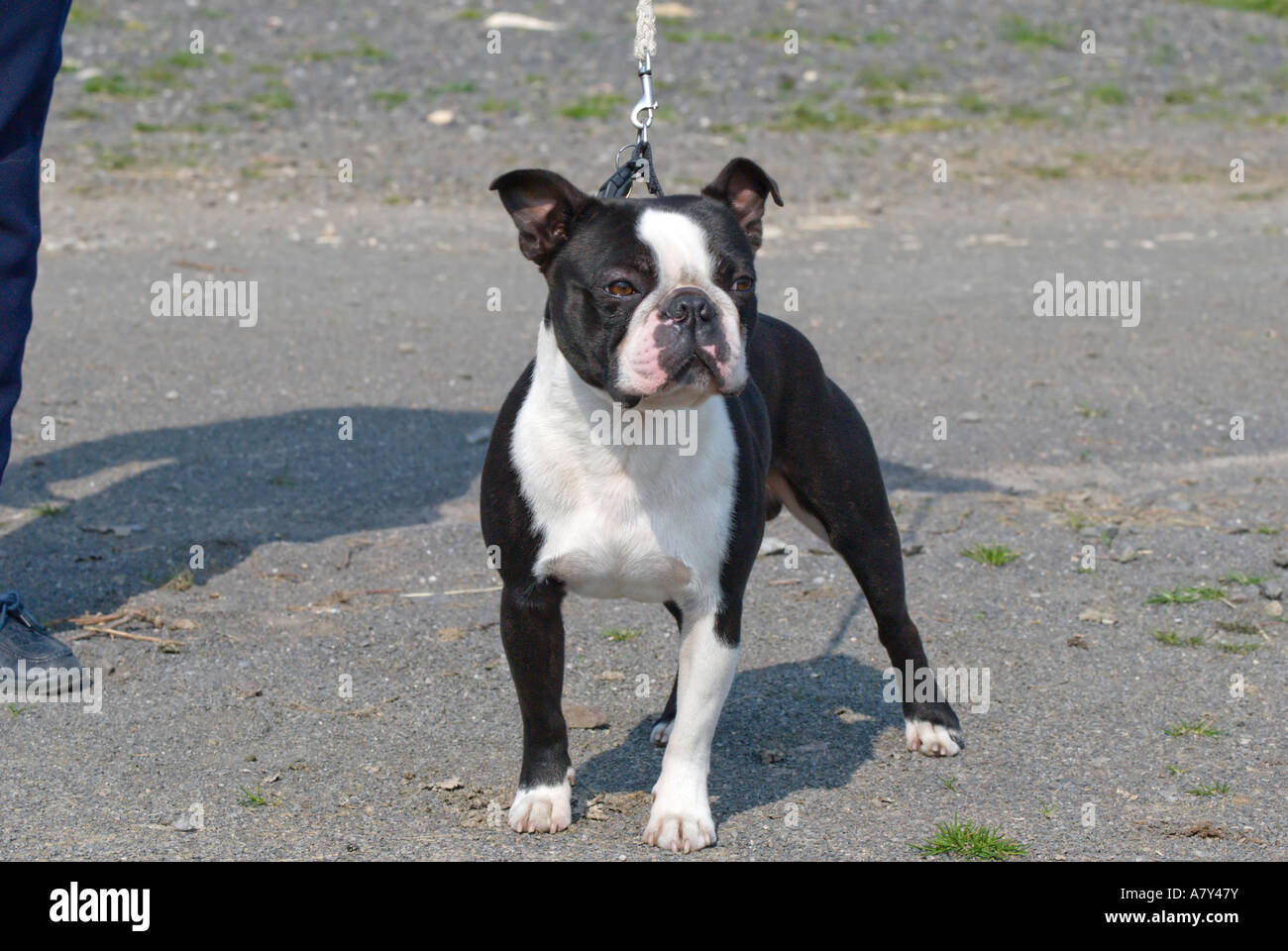 Boston Terrier Standing Stock Photo - Alamy
