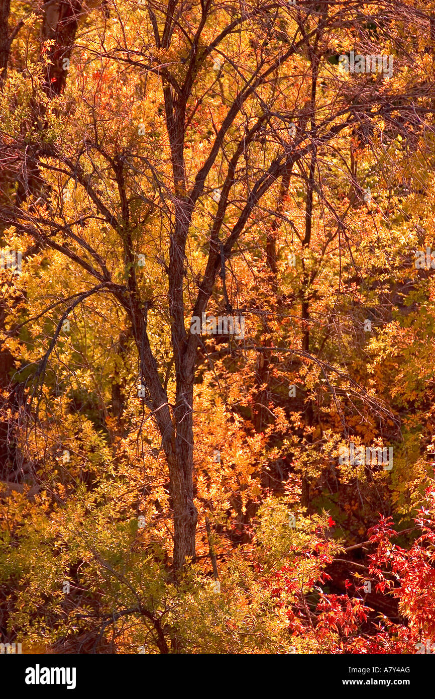 Fall foliage Aspen tree Stock Photo - Alamy