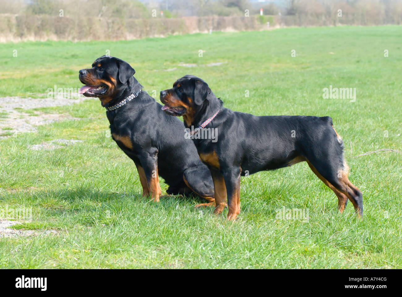 Rottweilers in field Stock Photo - Alamy