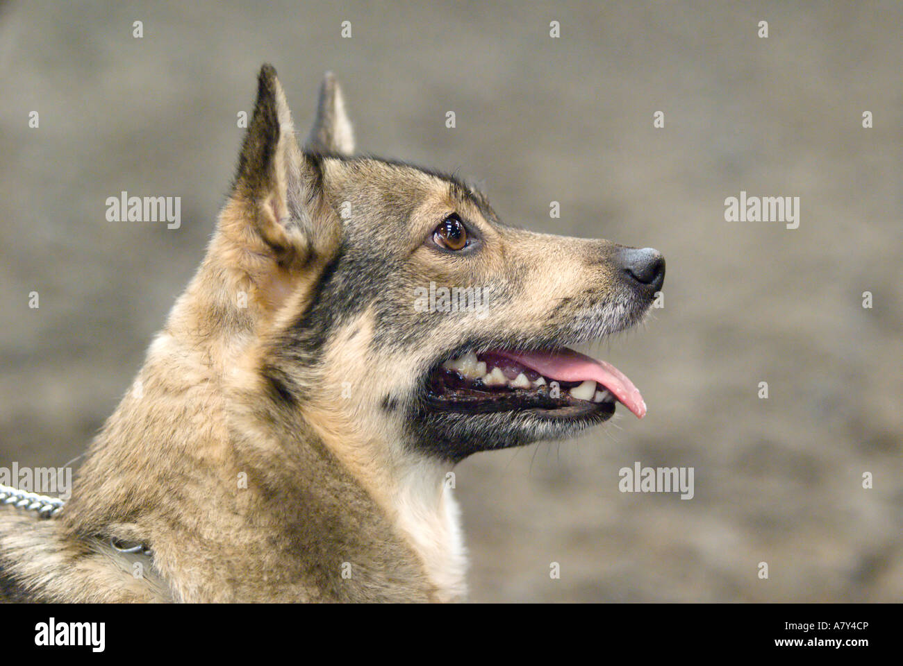 Valhund hi-res stock photography and images - Alamy