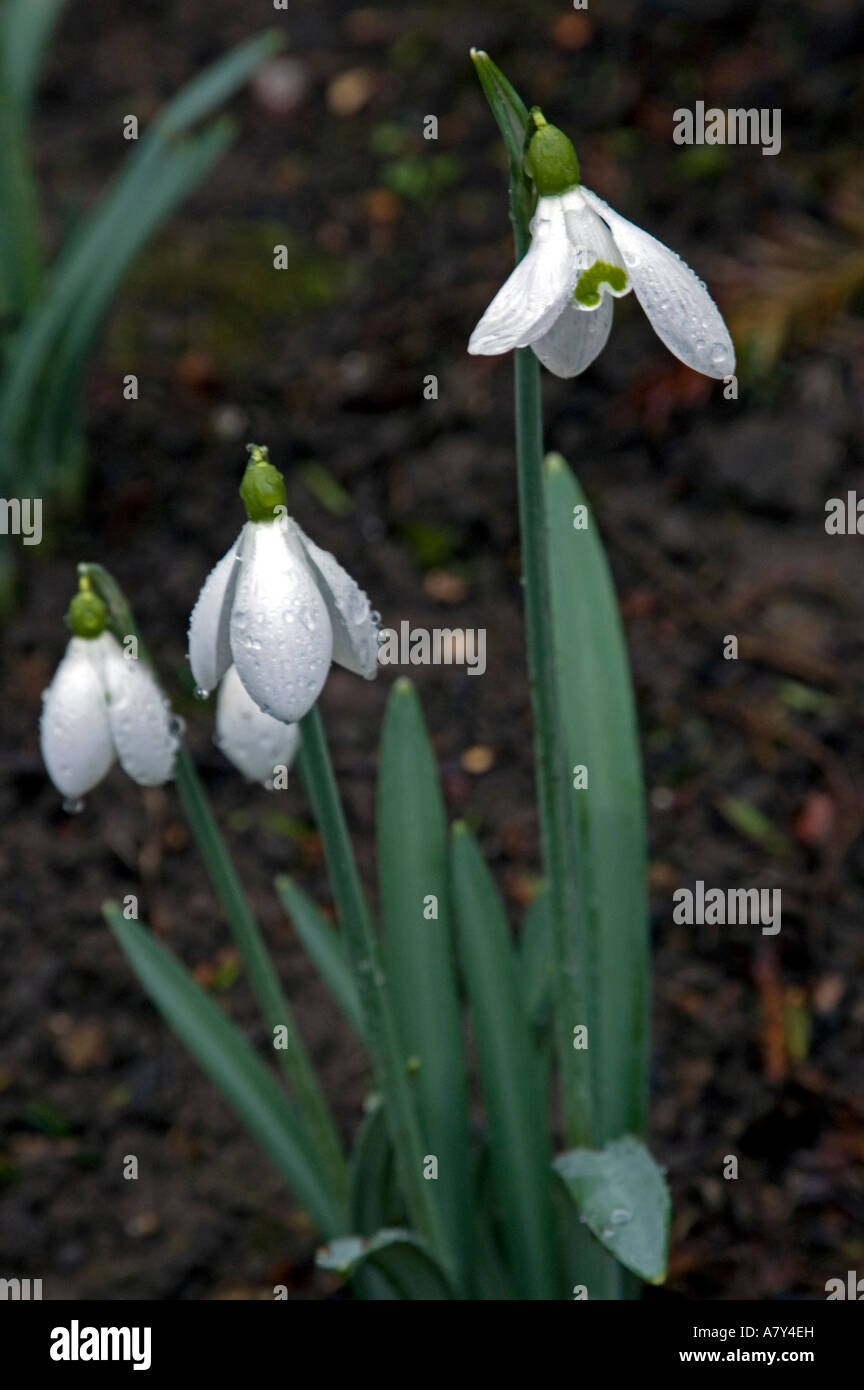 Snowdrop with water droplets hi-res stock photography and images - Alamy