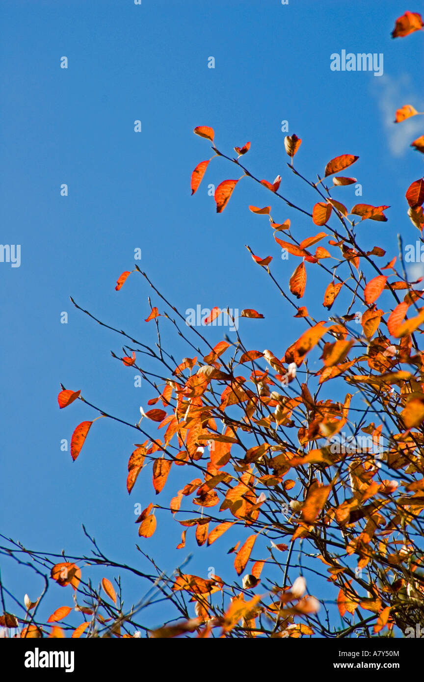 Tree branches on right side of frame Stock Photo - Alamy