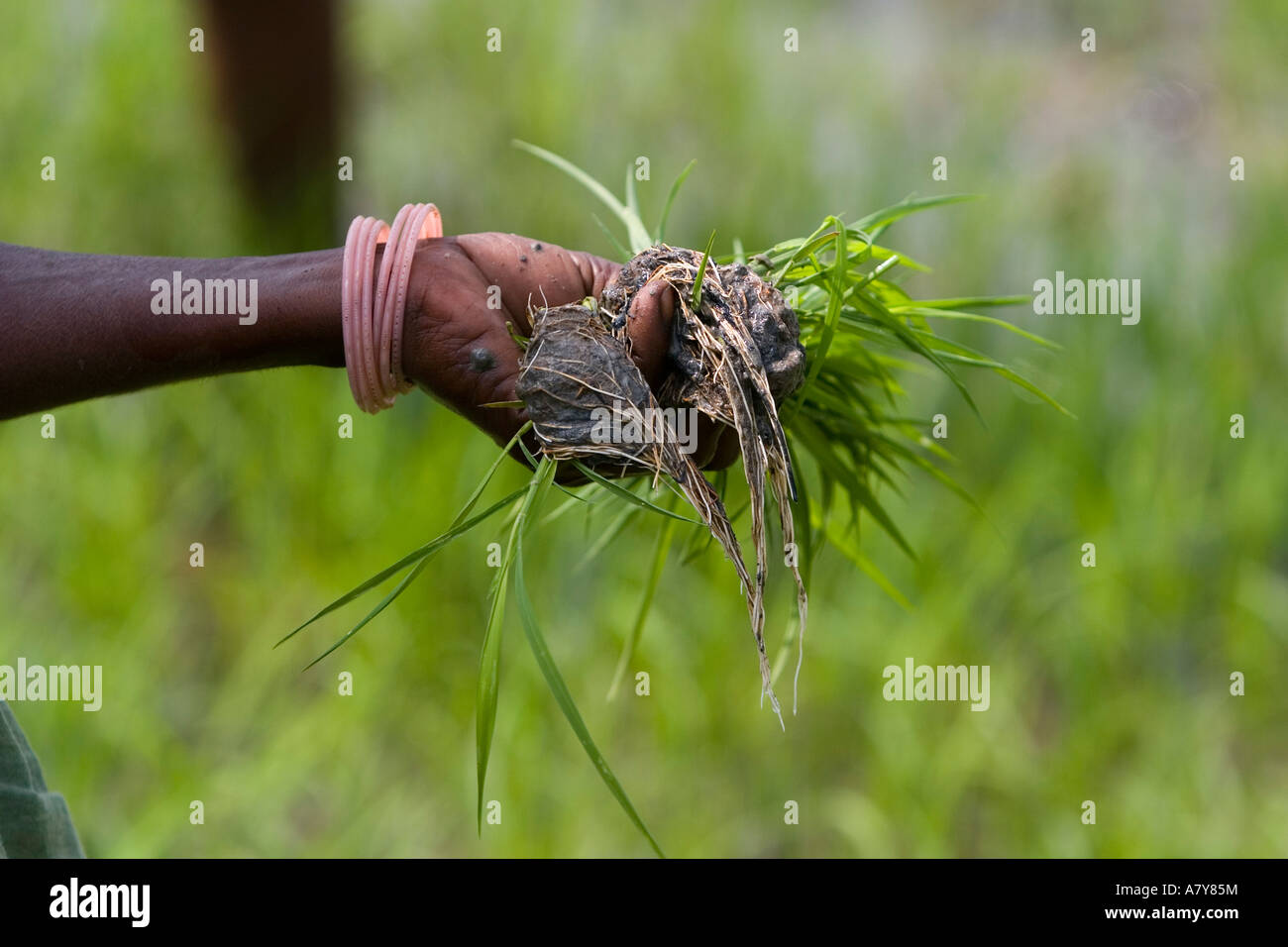 Rice being picked, Tamil Nadhu, India Stock Photo - Alamy