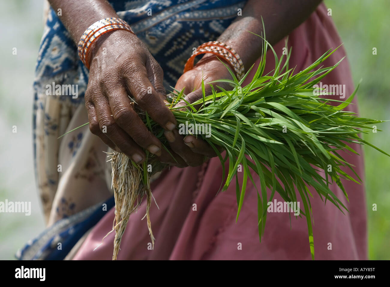 Rice being picked, Tamil Nadhu, India Stock Photo - Alamy