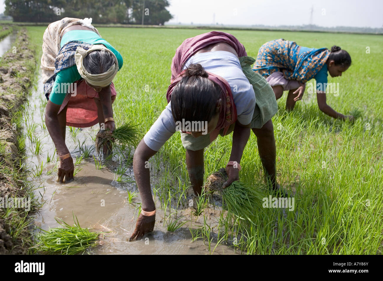 Women in paddy field plant rice by hand in the traditional way Stock ...