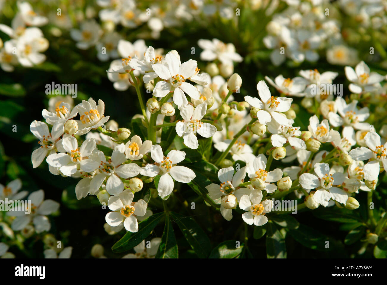 Mexican Orange Blossom (Choisya ternata) in bloom in Spring Stock Photo ...