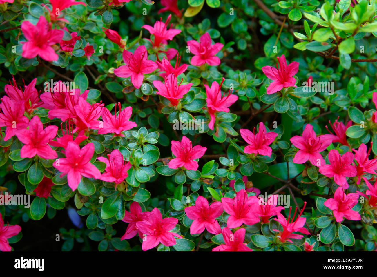 A profusion of pink Azalea flowers in bloom in Spring Stock Photo - Alamy