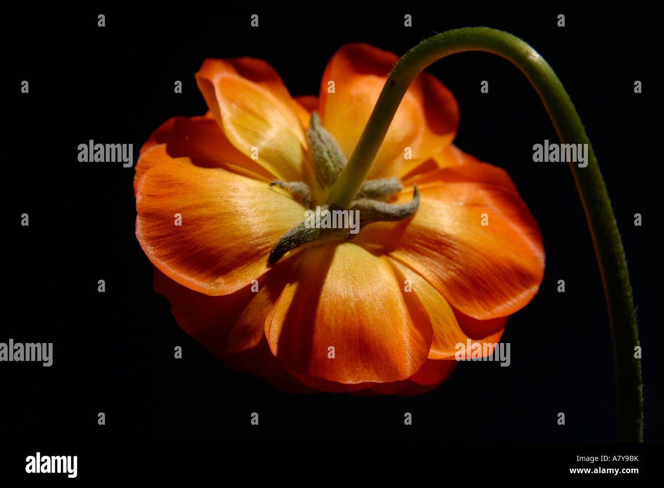 Orange Ranunculus flowerhead against black background Stock Photo - Alamy