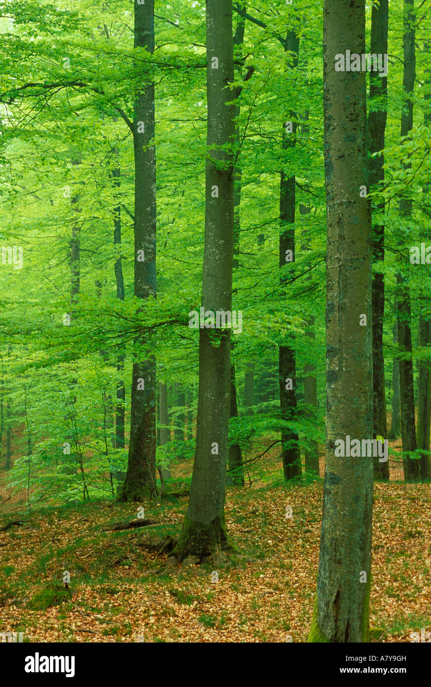 Sweden. Beech (Fagus sylvatica) Forest Stock Photo - Alamy