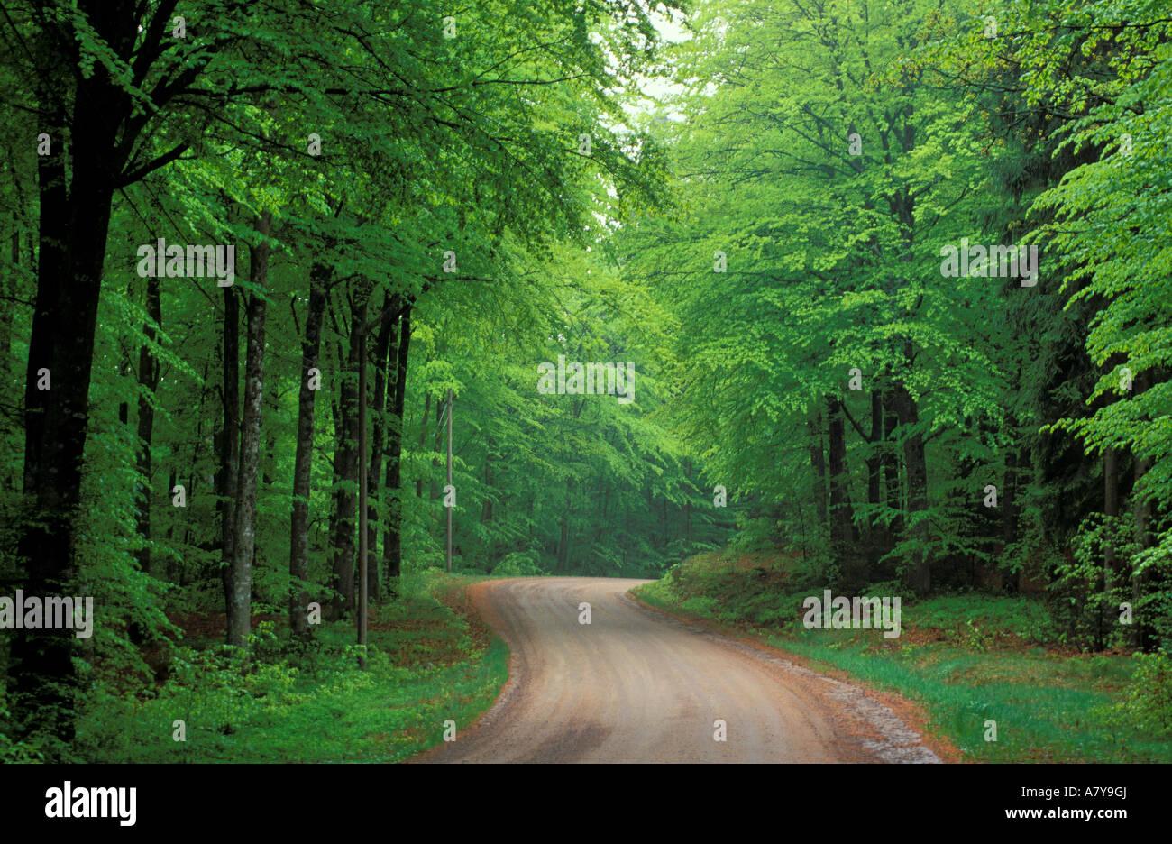 Spring forest sweden hi-res stock photography and images - Alamy