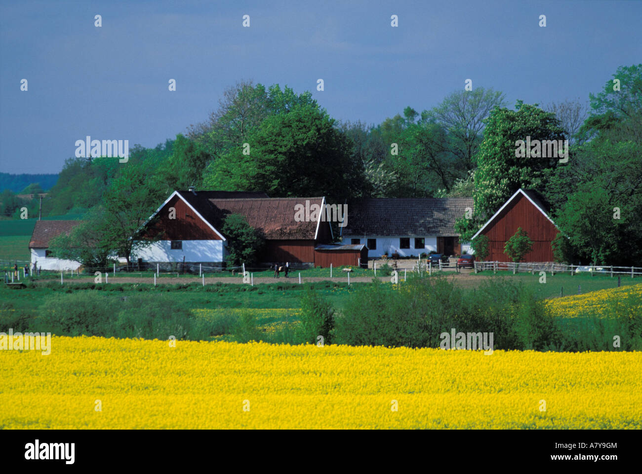 Sweden, Skane, Sovestad. Farm and Safflower field Stock Photo - Alamy