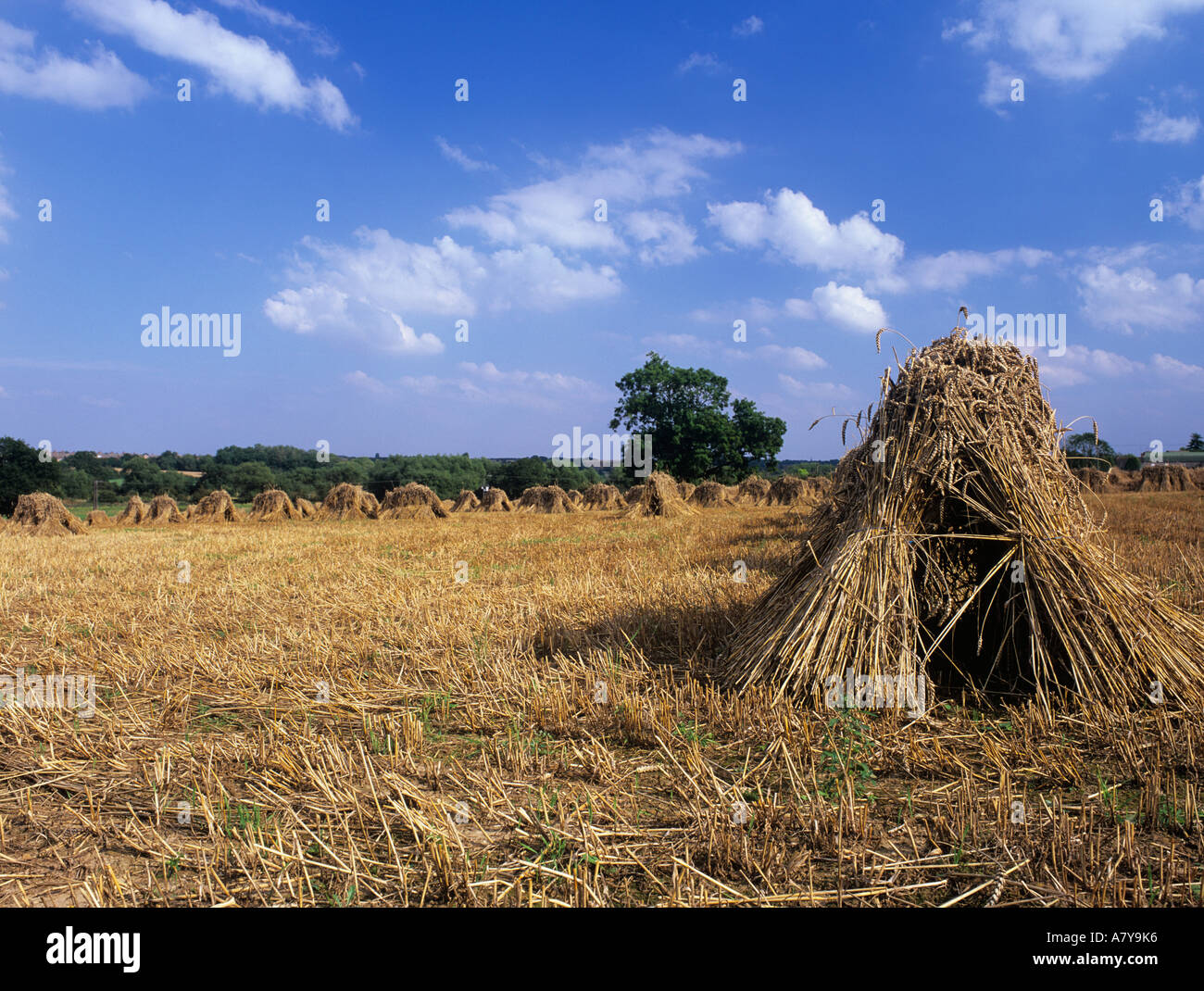 Wheat sheaf hi-res stock photography and images - Alamy