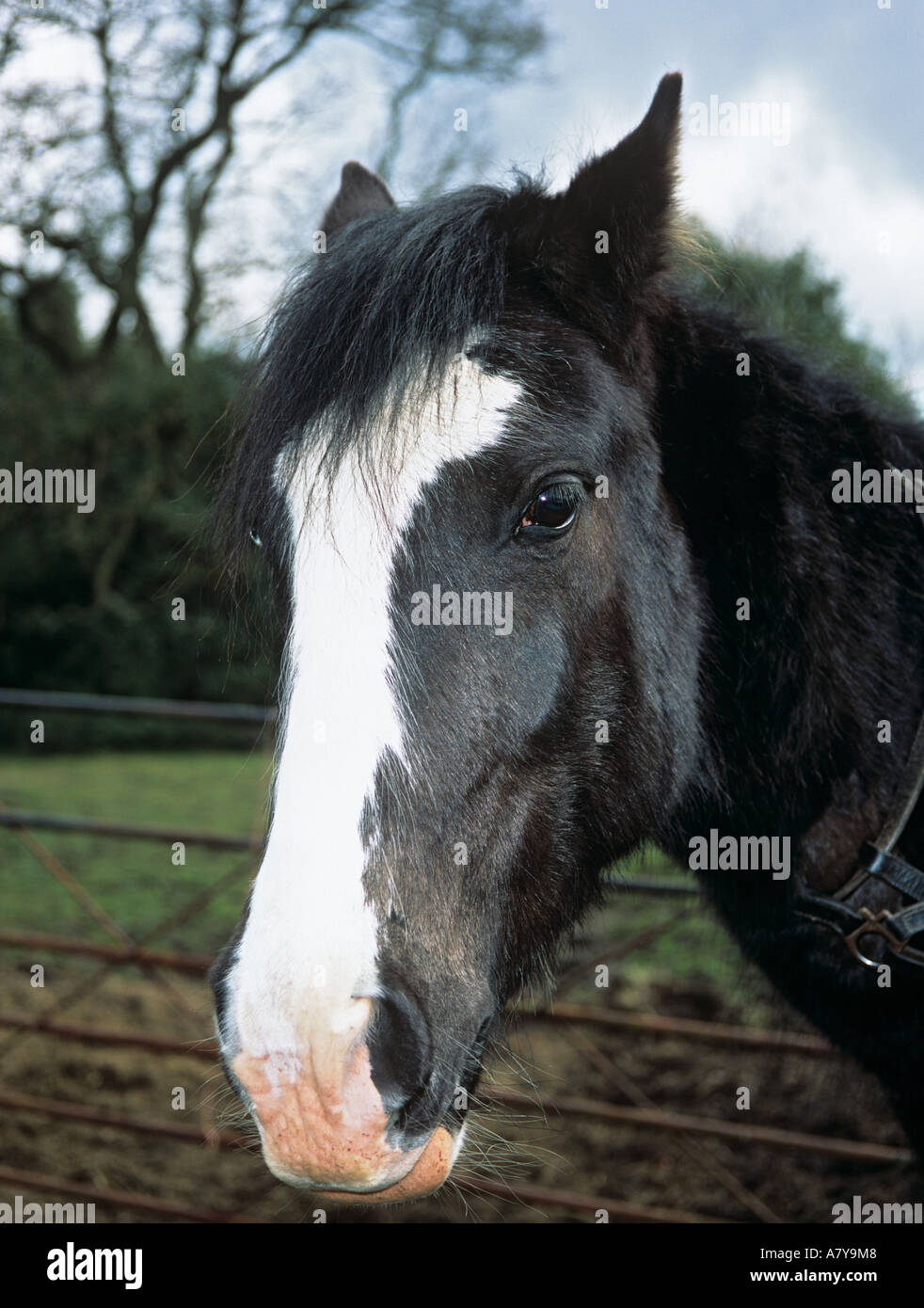Black and white cob horse hi-res stock photography and images - Alamy