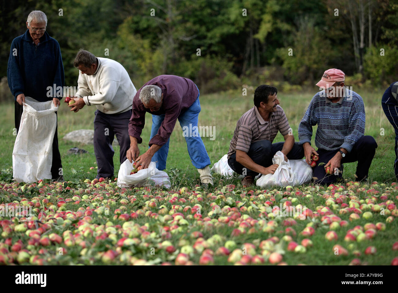 Apple harvest by Kosovo Serb returnees at 14th Century Decani Monastery ...