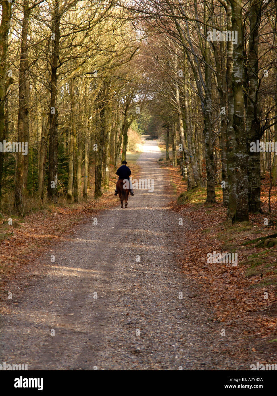 Horseback Rider on forest path Stock Photo - Alamy