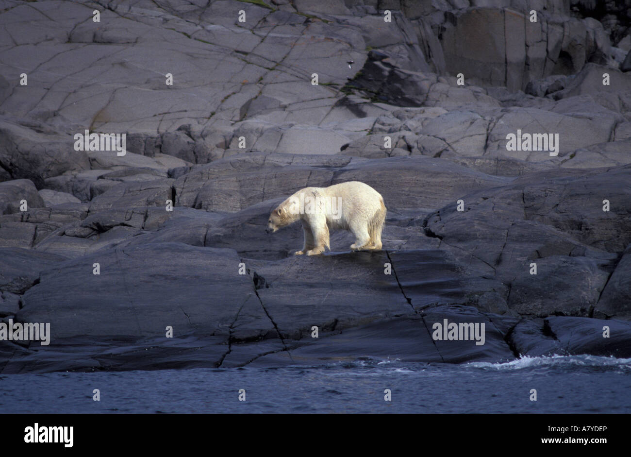 Greenland, polar bear Stock Photo - Alamy