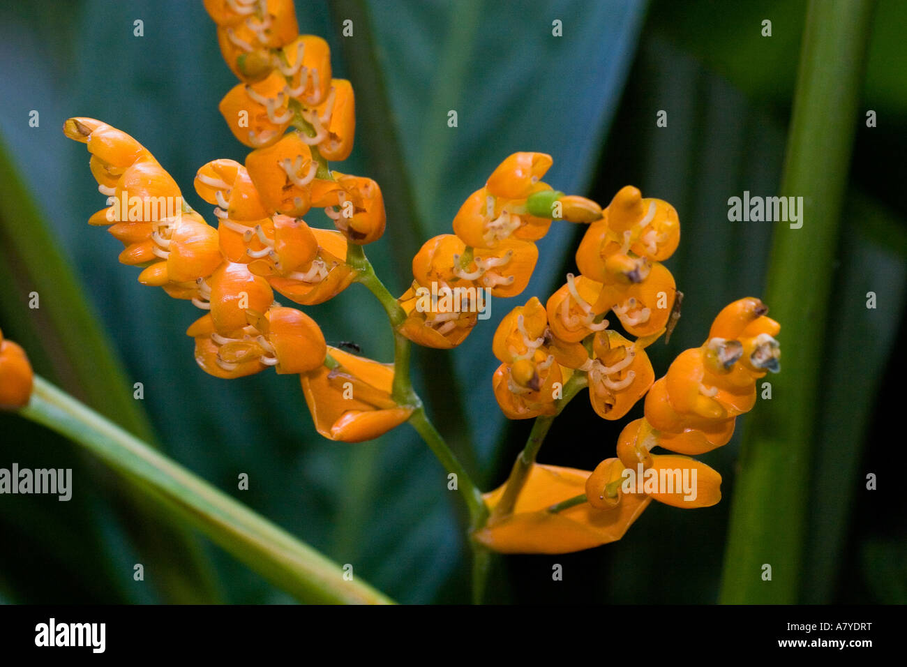 Flower of Marathus sp., ornamental plant that originates in New World ...