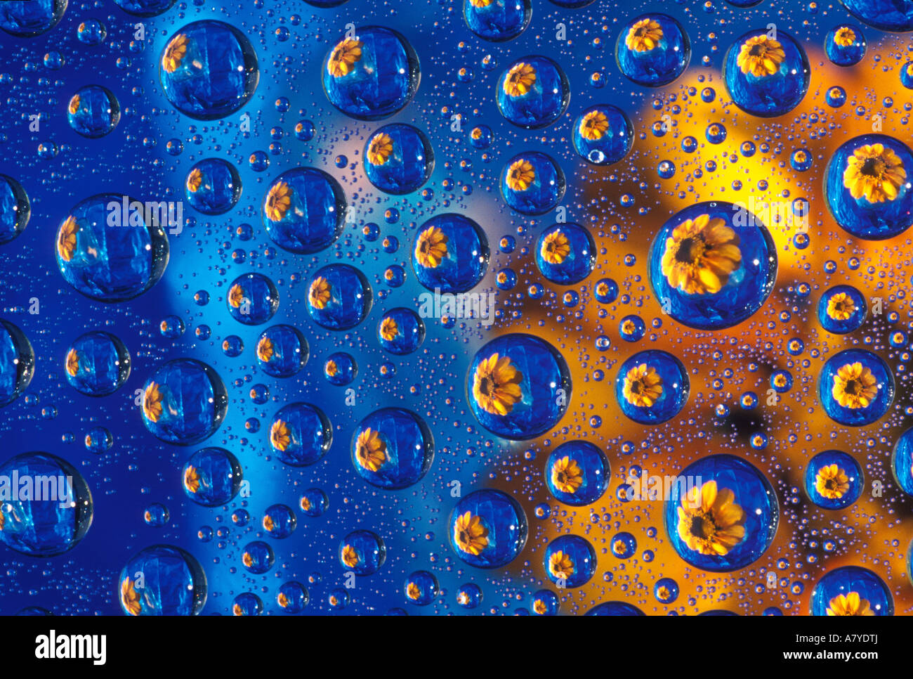 Dew Drops reflecting an Orange Profusion Zinnia with a blue backdrop ...