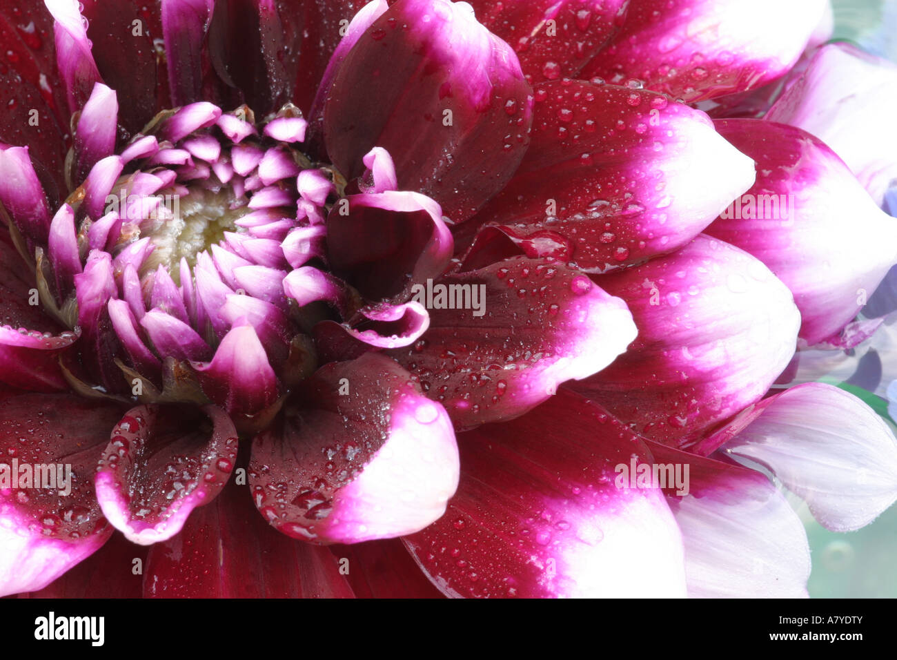 Tight in photographs of Dalhia flower with the pedals radiating outward ...