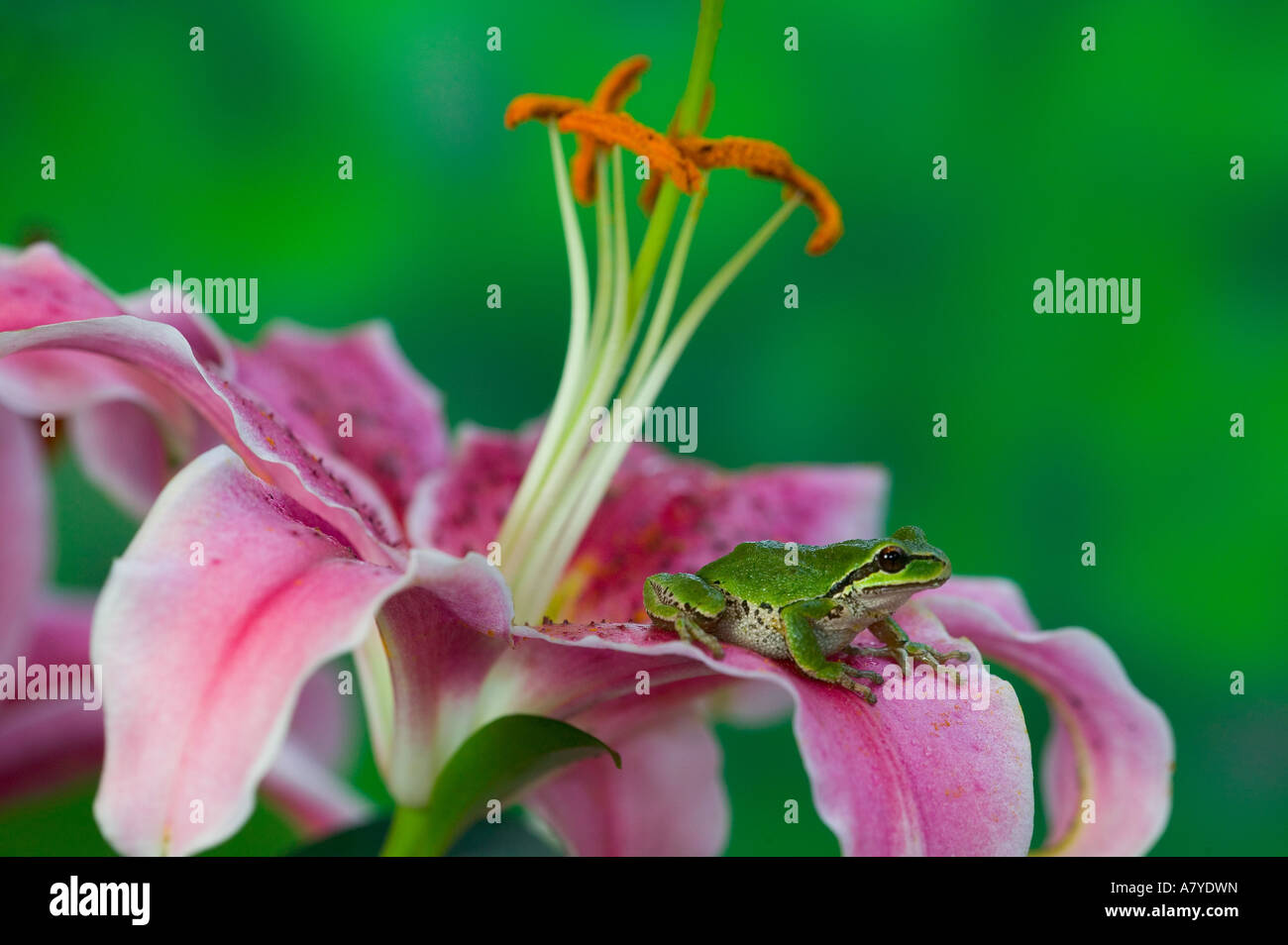 Oriental Lily and Pacific tree frog resting on its petals, Sammamish ...
