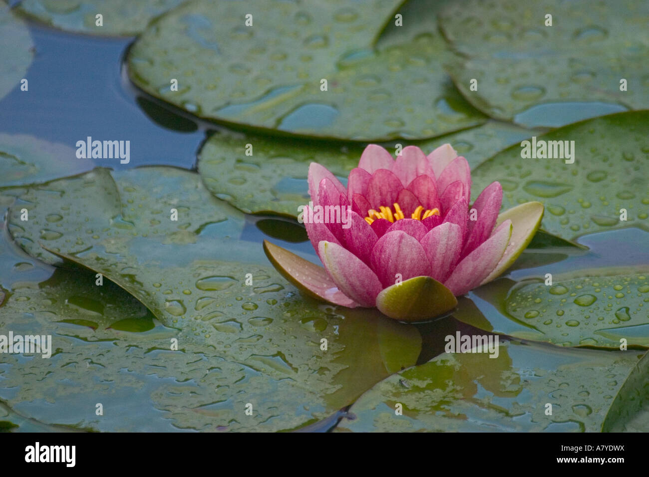Water lily just after a rain in the Japanese Gardens, Washington ...